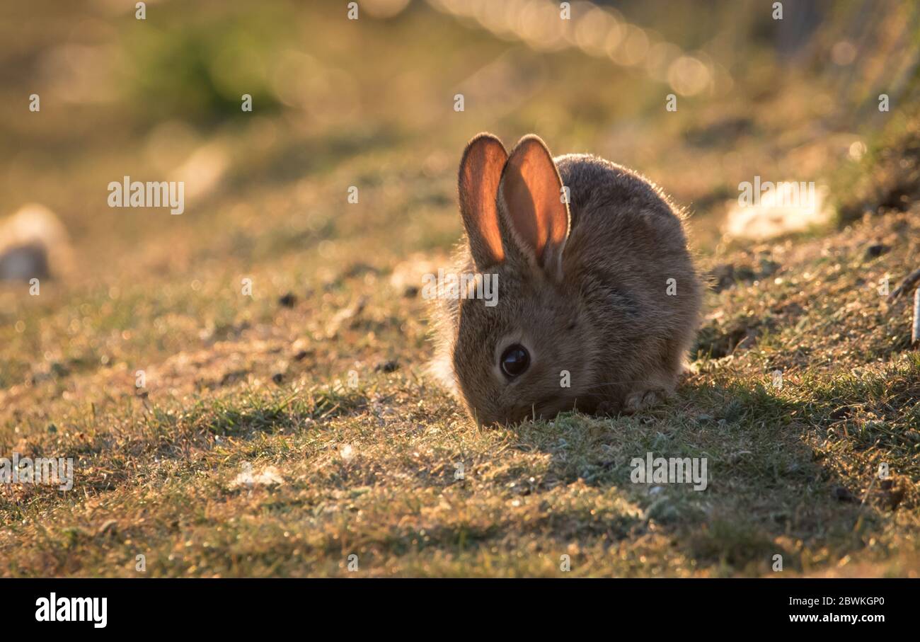 Bunnies High Resolution Stock Photography and Images - Alamy