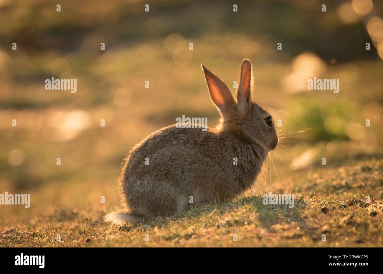 Wild rabbits enjoying a summer evening on the Sussex South Downs, UK ...