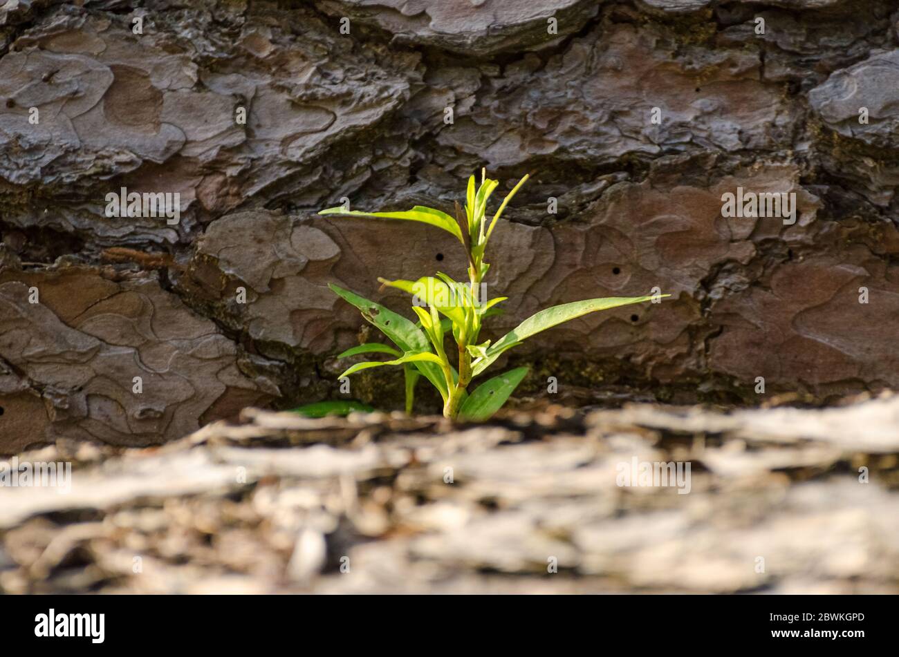 Green plant growing between fallen or felled tree trunks in front of ...
