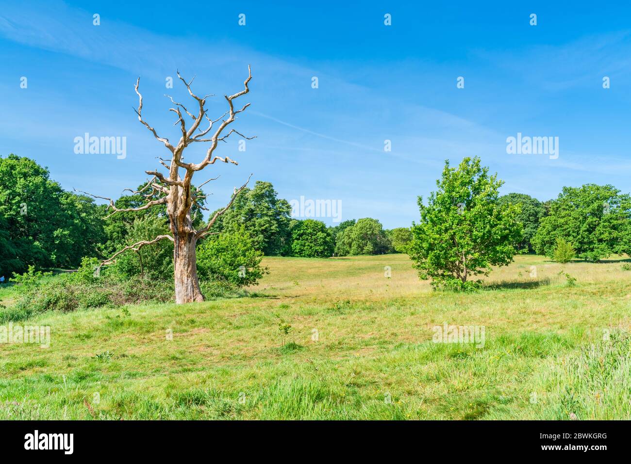 Dead tree hampstead london hi-res stock photography and images - Alamy