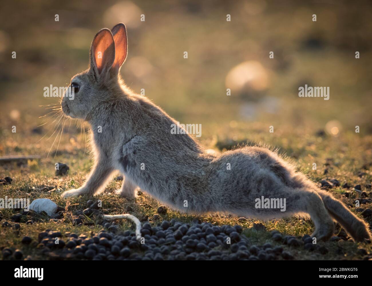 Wild rabbits enjoying a summer evening on the Sussex South Downs, UK ...