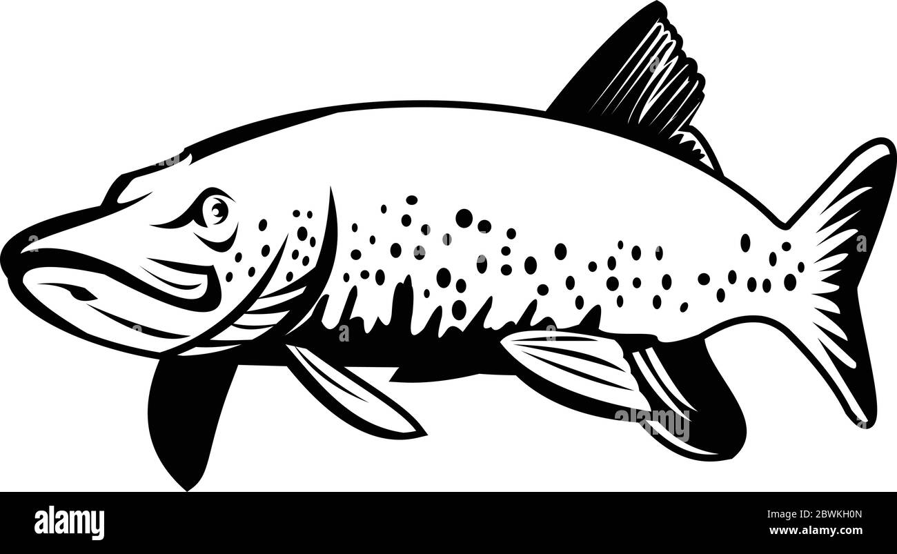 Great northern pike vector vectors Cut Out Stock Images & Pictures - Alamy