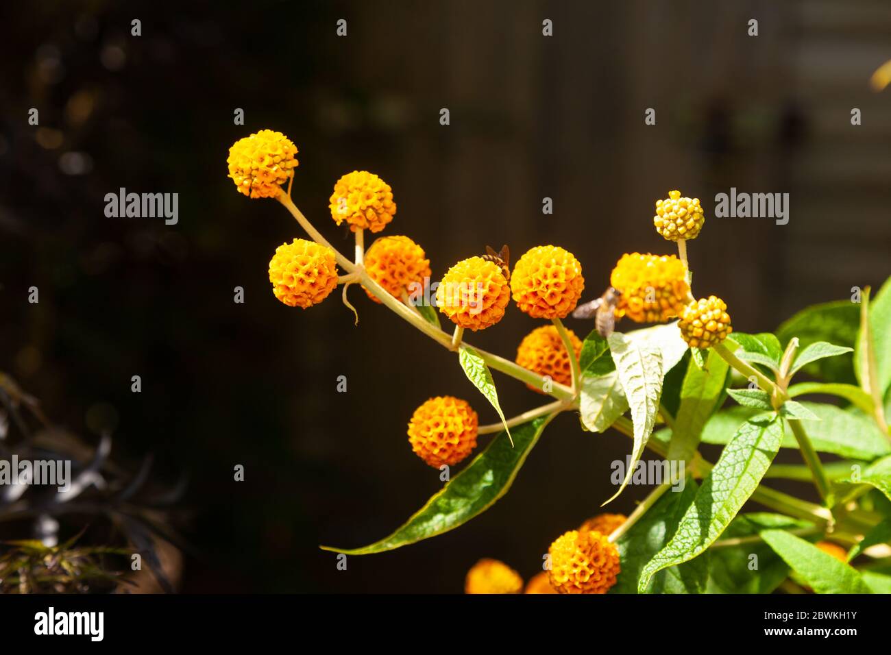 Buddleja globosa hi-res stock photography and images - Alamy