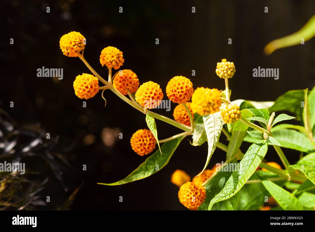 Butterfly buddleja globosa hi-res stock photography and images - Alamy