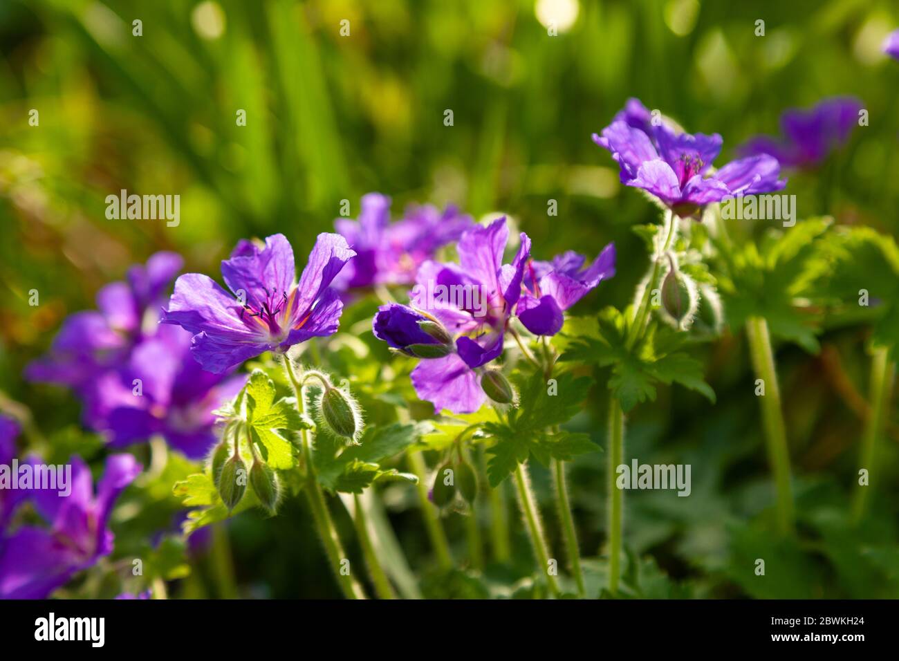 Geranium flower hi-res stock photography and images - Alamy