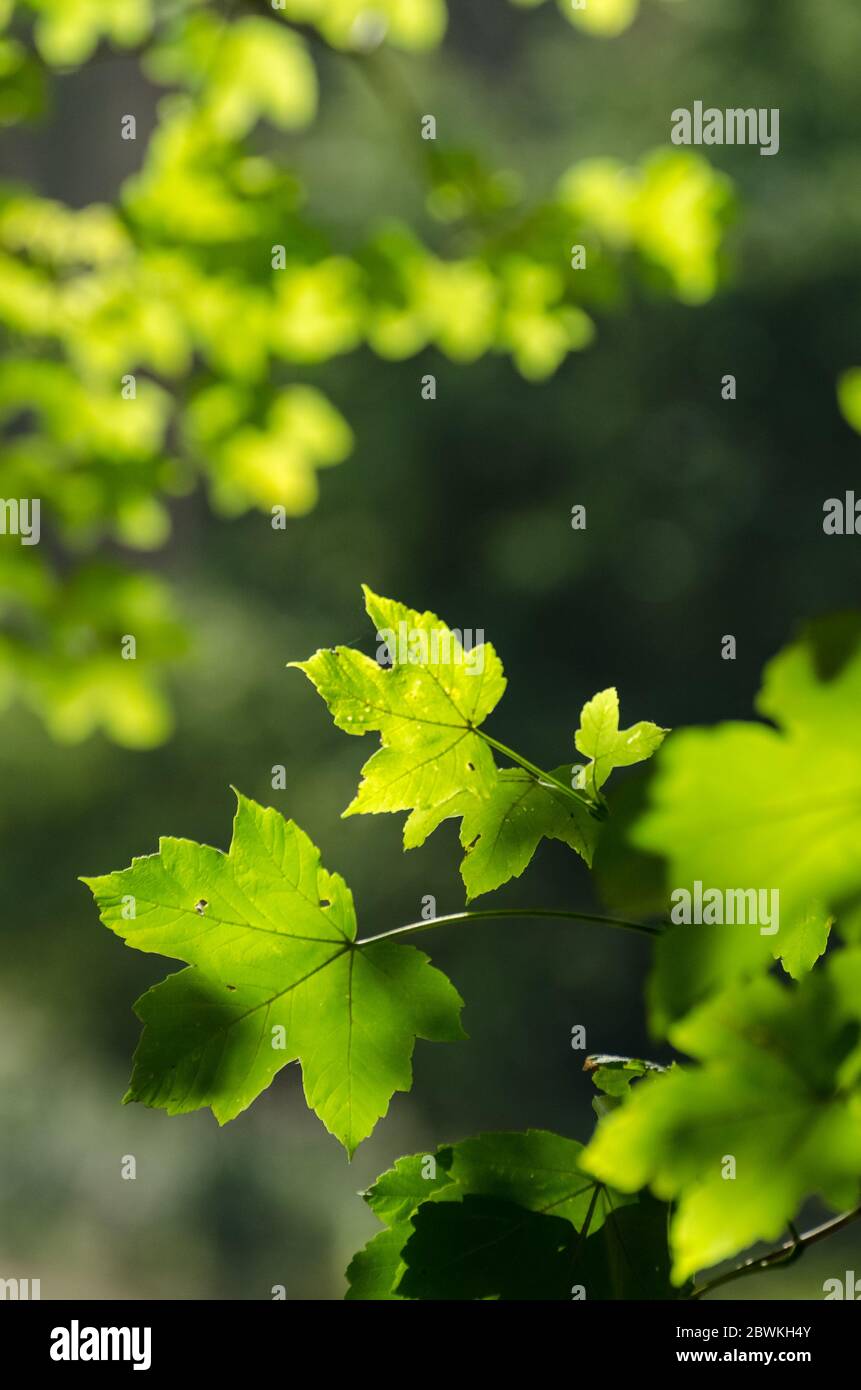 Acer pseudoplatanus, sycamore maple tree leaves on a twig, Germany ...