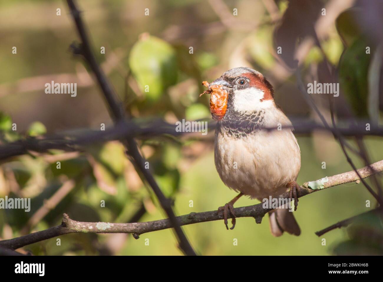 Bug House High Resolution Stock Photography and Images - Alamy