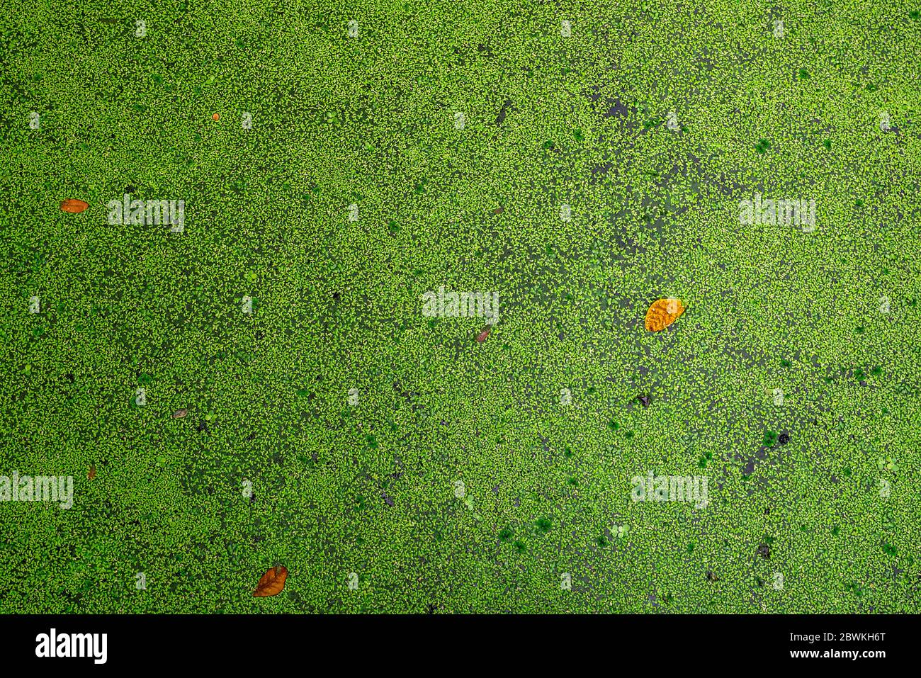 Top view of green fresh duckweed and dry leaves floating on water in ...