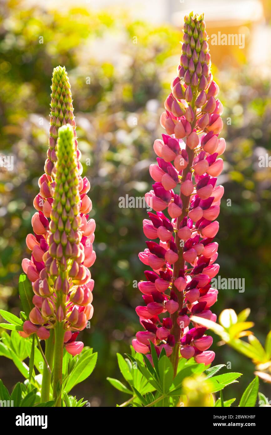 Close-up image of the early summer flowering Lupin flowers also known ...