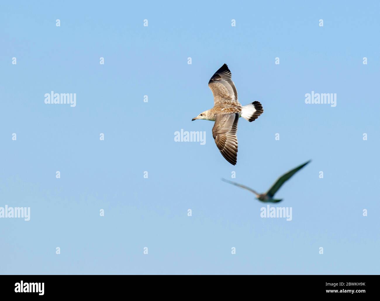 great black-headed gull, Pallas's gull (Larus ichthyaetus, Ichthyaetus ...
