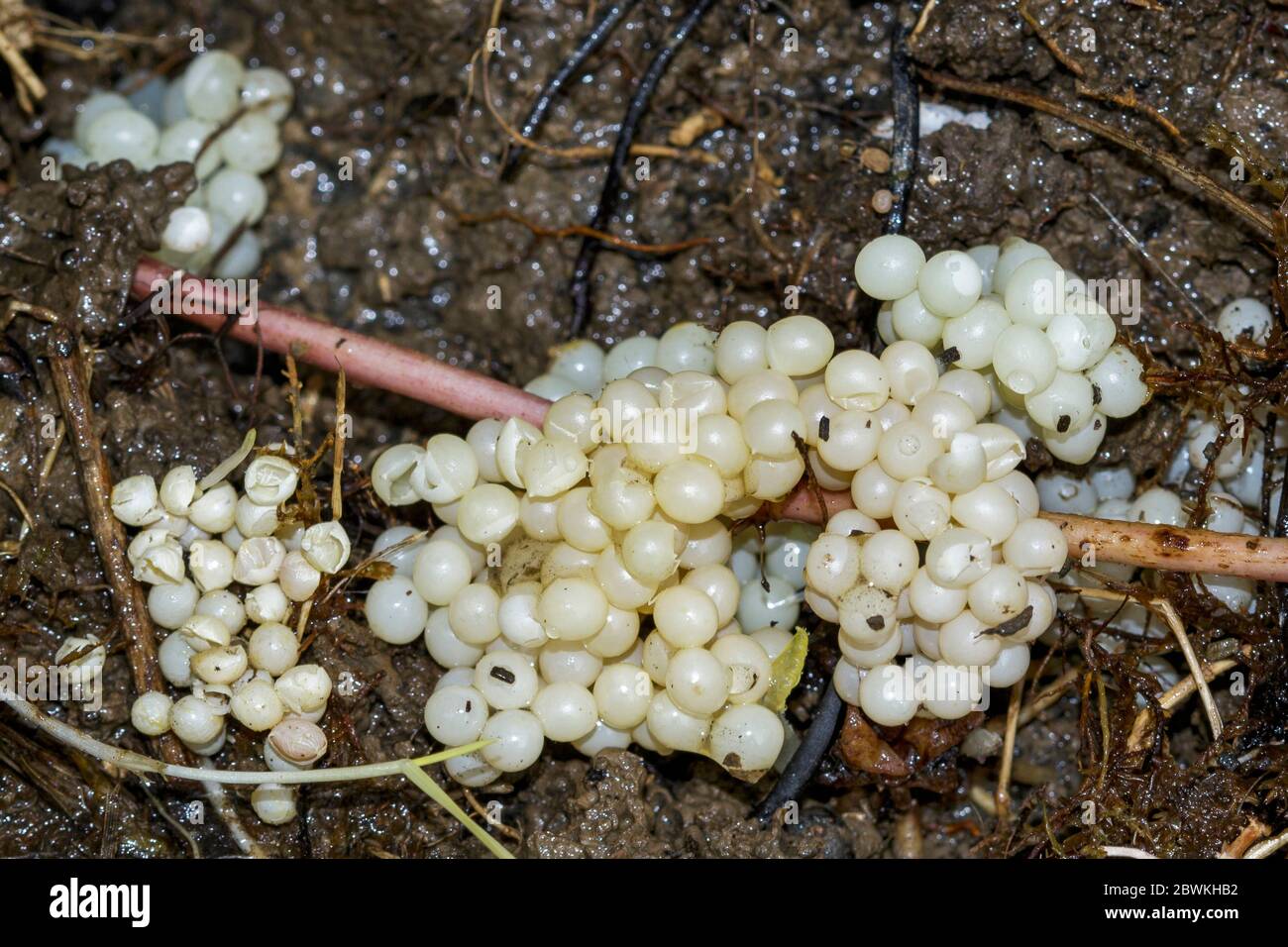 Land snail egg hi-res stock photography and images - Alamy