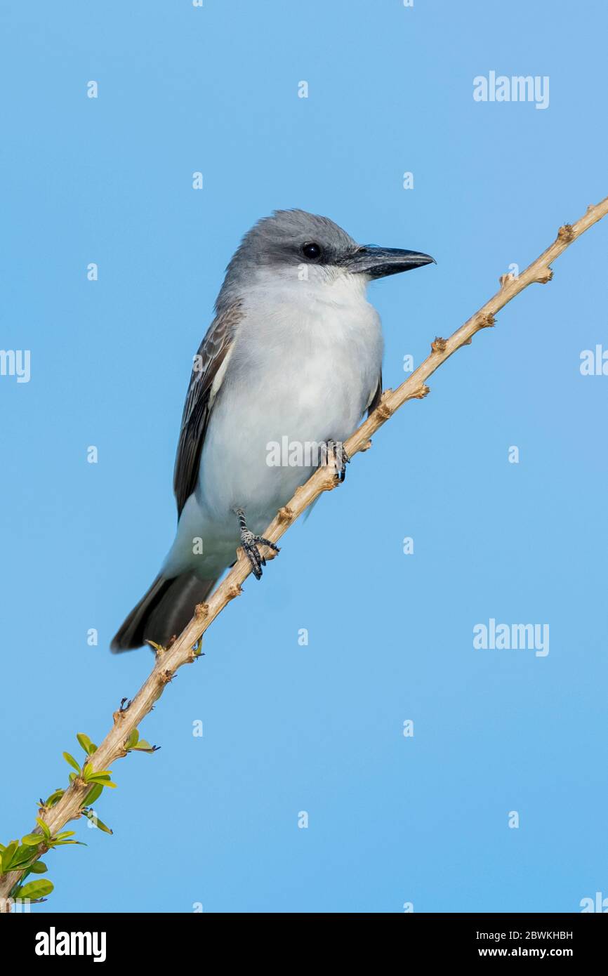 grey kingbird (Tyrannus dominicensis), on a branch, USA, Florida Stock ...