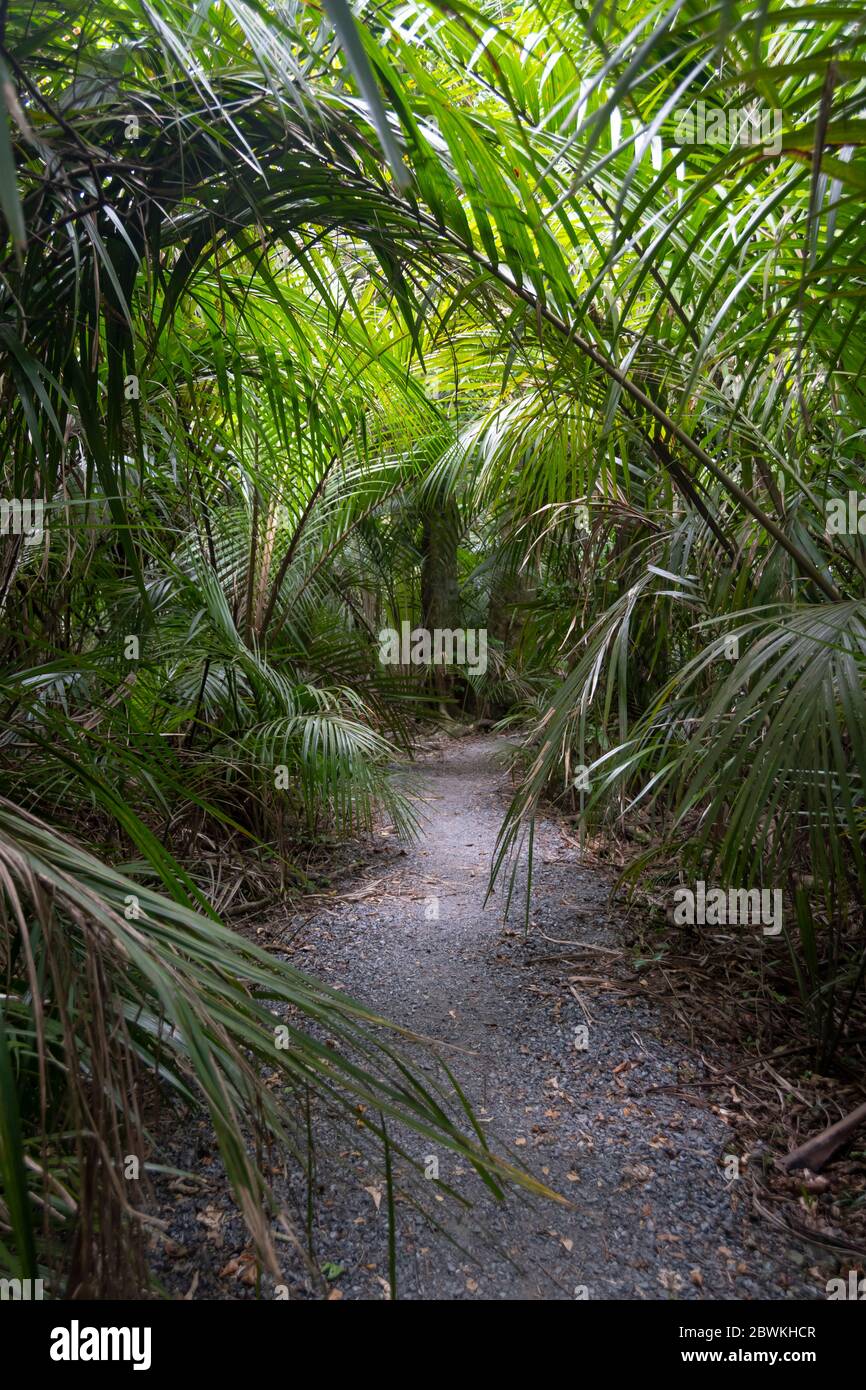 Tree nikau palm native hi-res stock photography and images - Alamy