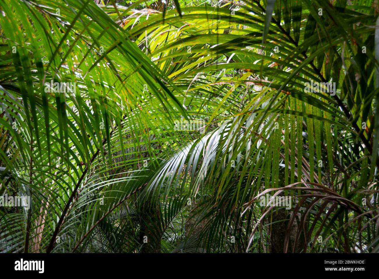 Tree nikau palm native hi-res stock photography and images - Alamy