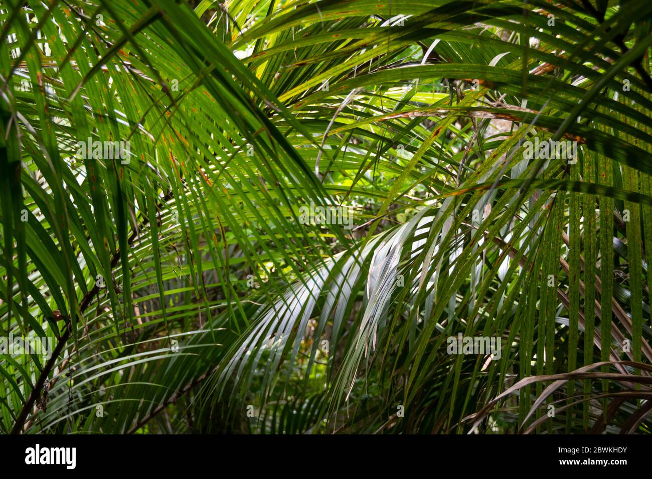 Tree nikau palm native hi-res stock photography and images - Alamy