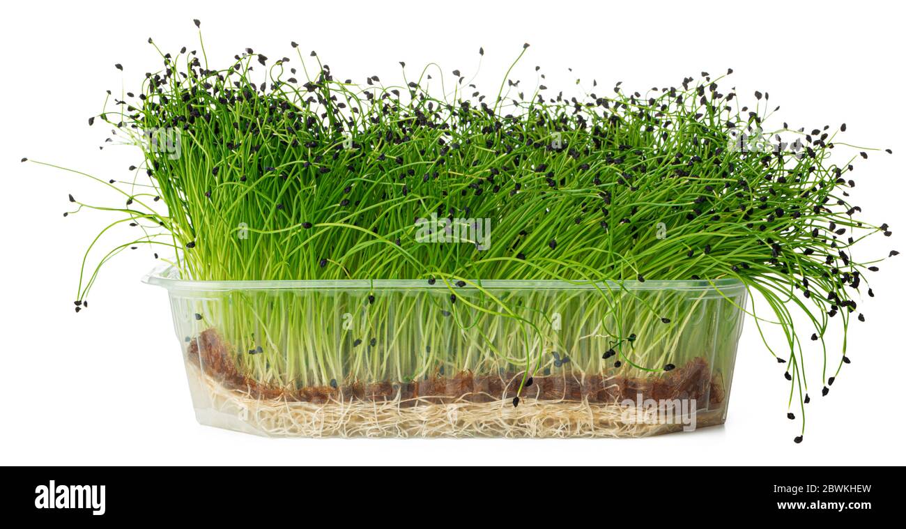 Growing micro green of onion in a tray isolated on white Stock Photo ...