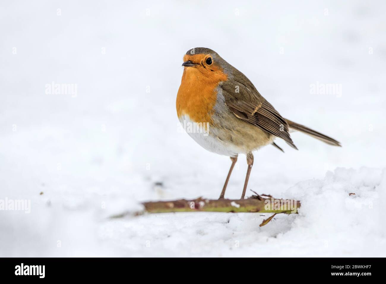 Robin in snow hi-res stock photography and images - Alamy