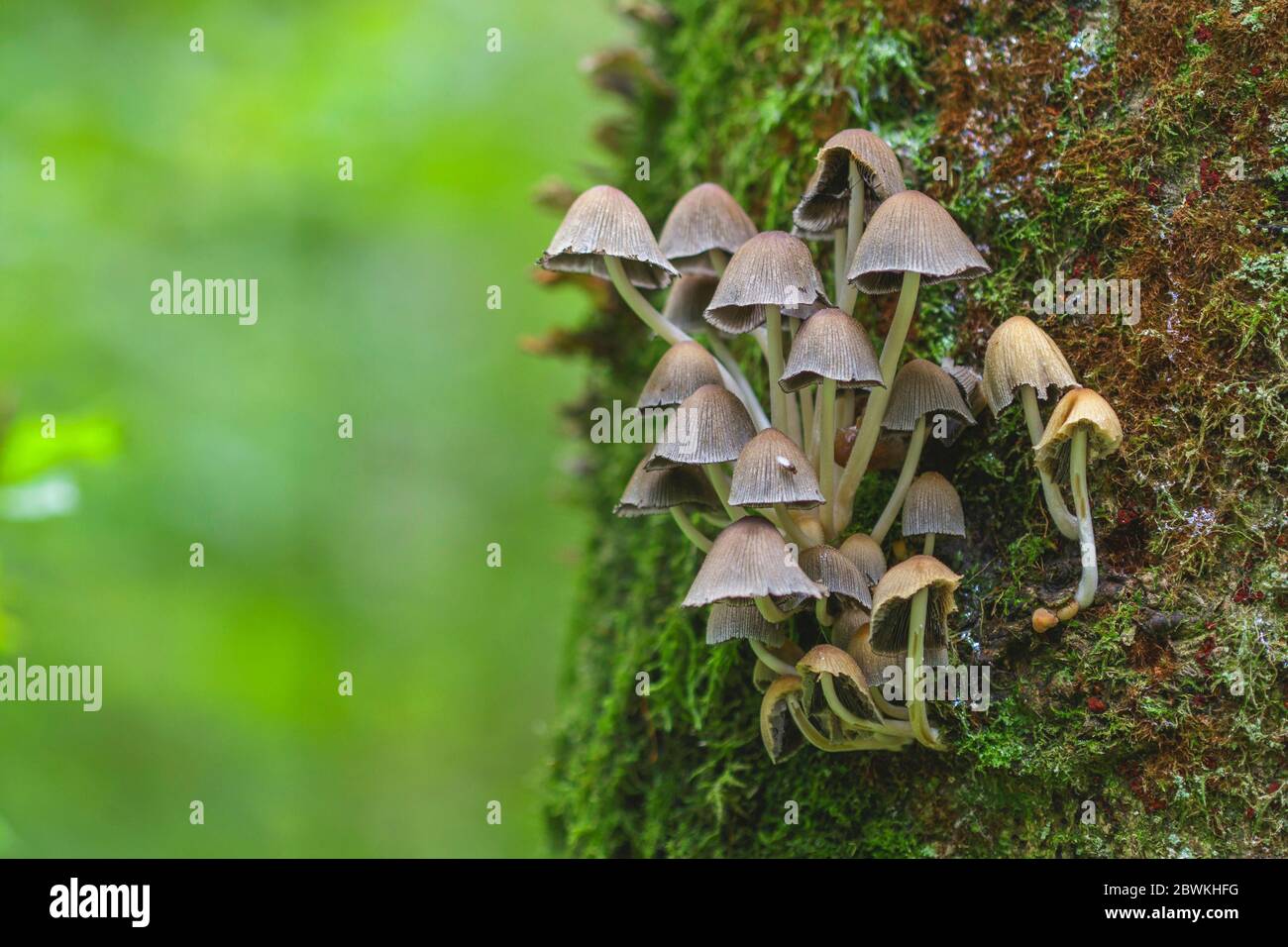 Bonnets hi-res stock photography and images - Alamy