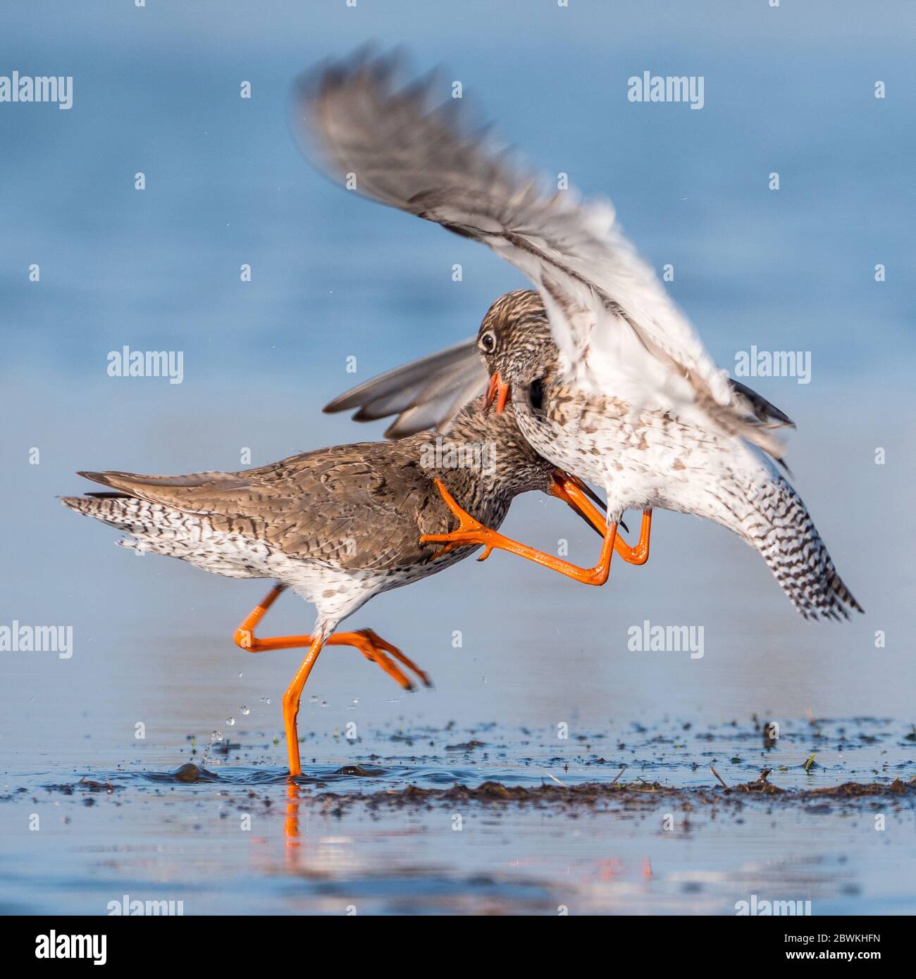 Birds of netherlands hi-res stock photography and images - Alamy