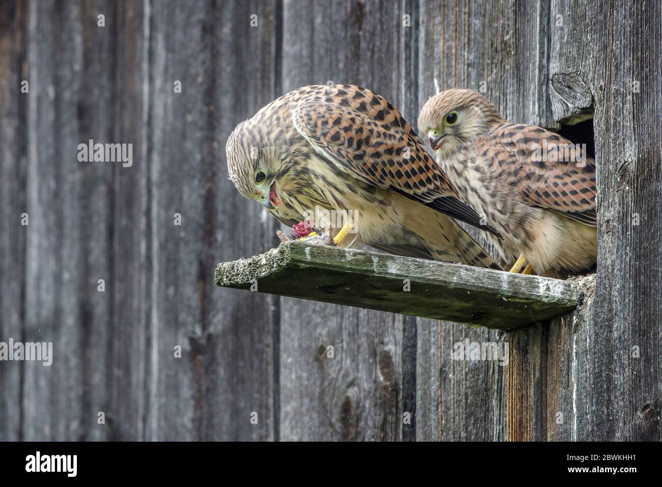 Kestrel nest box hi-res stock photography and images - Alamy