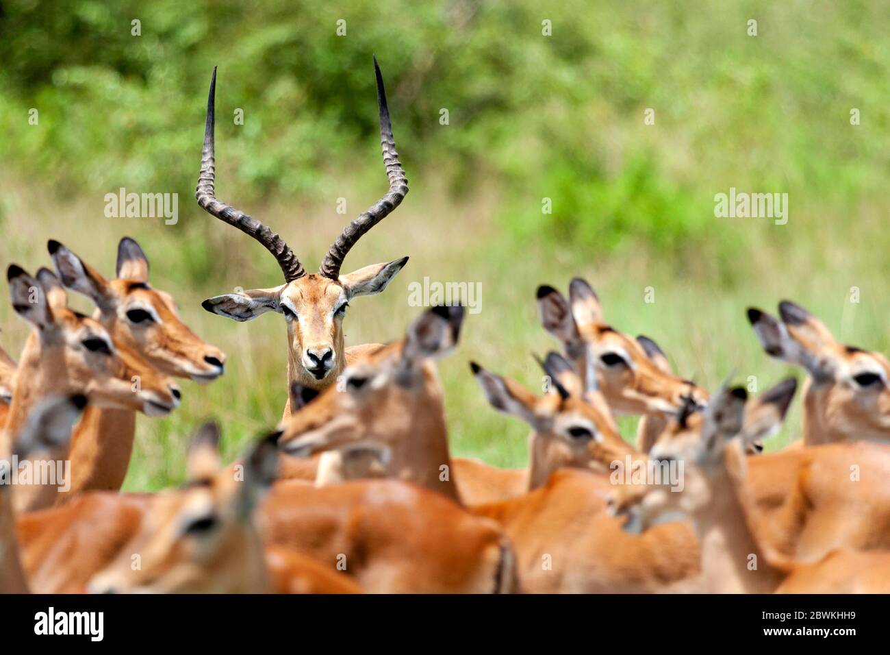 Herd wild impala antelopes hi-res stock photography and images - Alamy