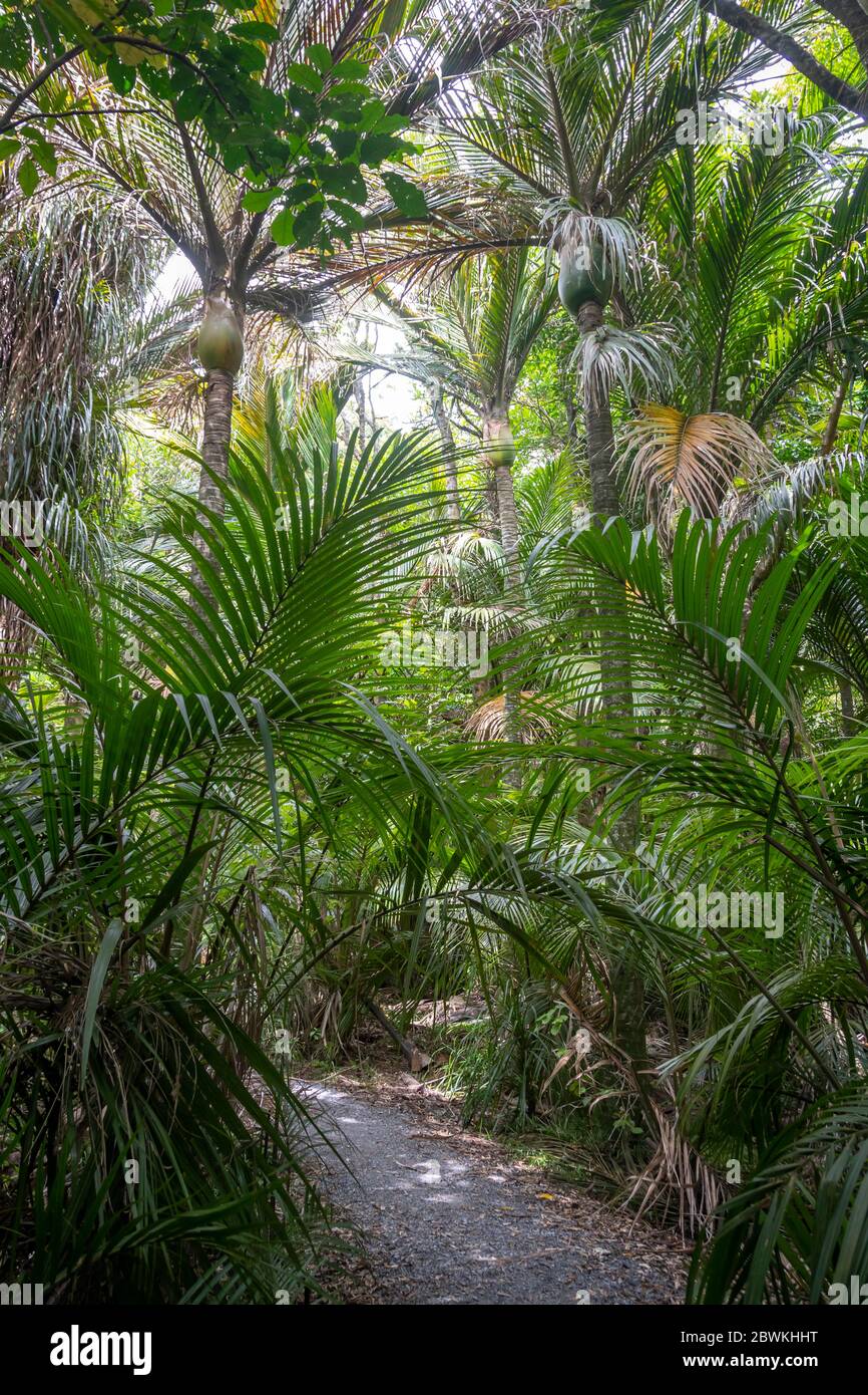 Path through Nikau Palm trees, Barry Hadfield Nikau Reserve ...