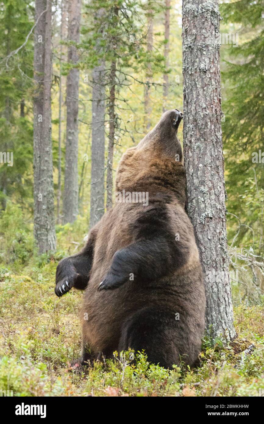Bears scratching hi-res stock photography and images - Alamy