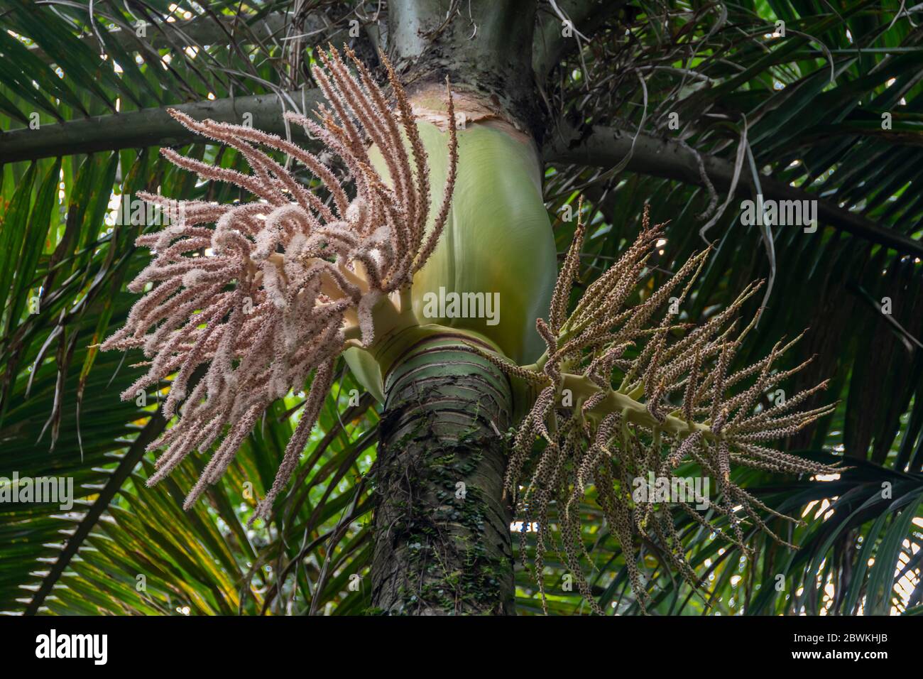 Nikau Palm Tree High Resolution Stock Photography and Images - Alamy