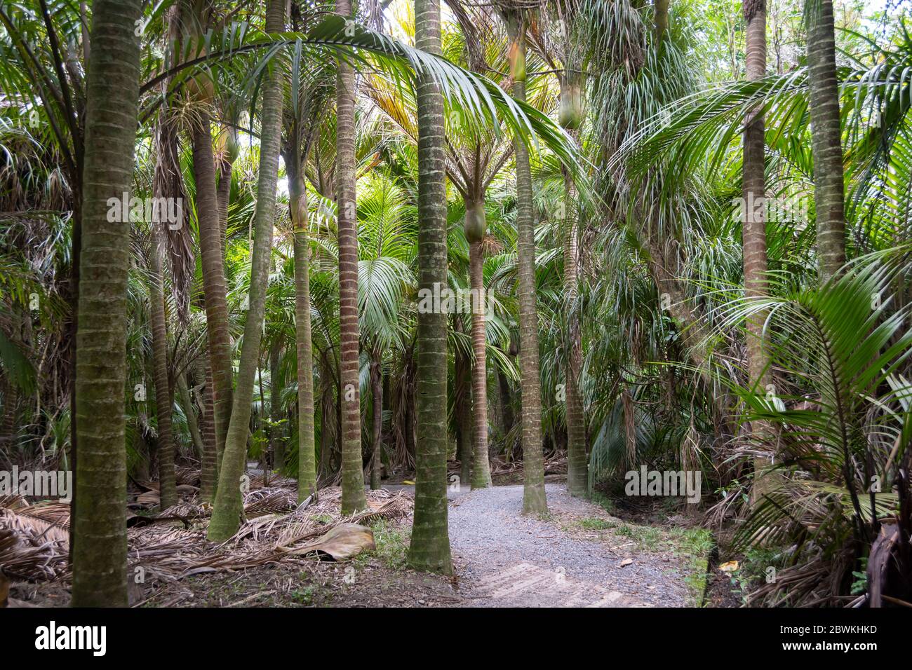 Nikau Palm trees, Barry Hadfield Nikau Reserve, Paraparaumu, Kapiti ...