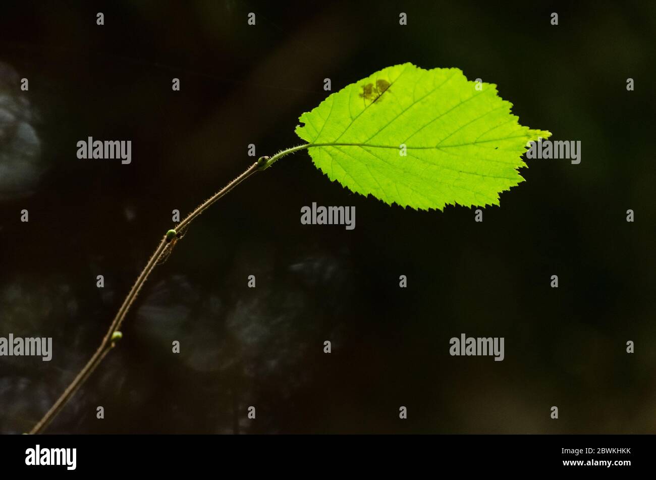 Hazel tree twig hi-res stock photography and images - Alamy