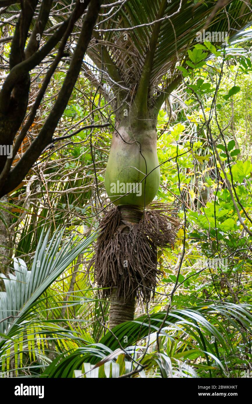 Tree nikau palm native hi-res stock photography and images - Alamy