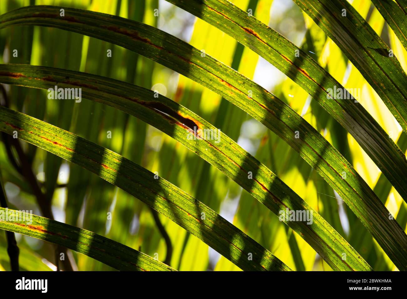 Tree nikau palm native hi-res stock photography and images - Alamy