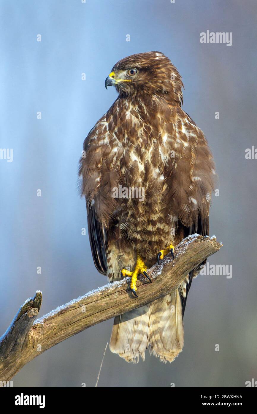 Perching buzzard hi-res stock photography and images - Alamy