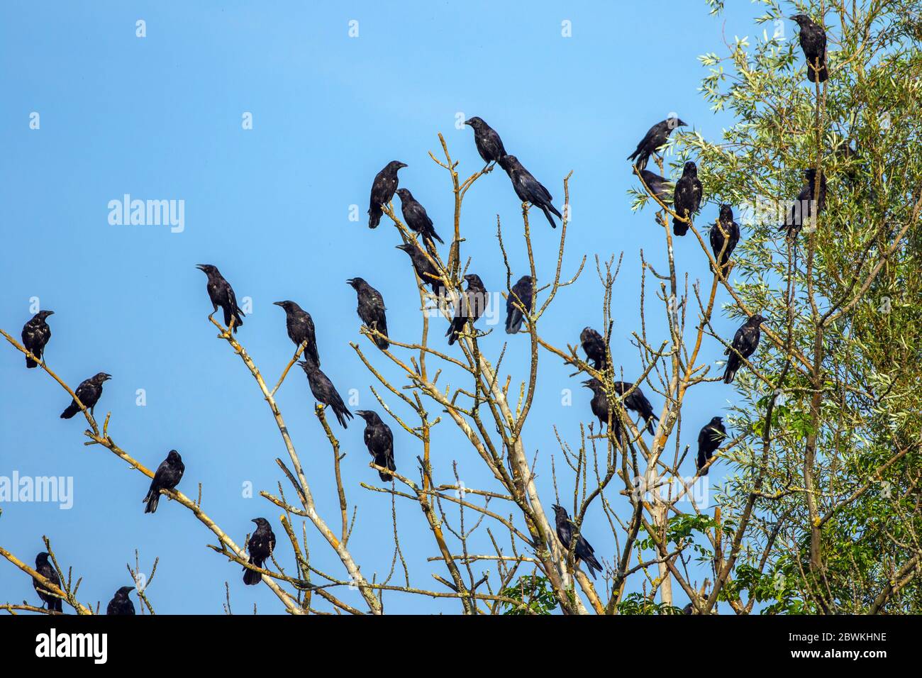 Group crows perching on tree hi-res stock photography and images - Alamy
