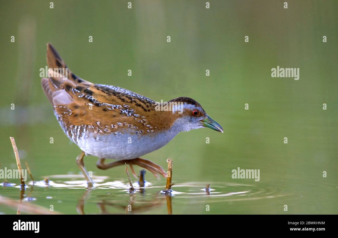 Eastern Baillon's Crake (Porzana pusilla pusilla, Porzana pusilla), during spring migration on ...