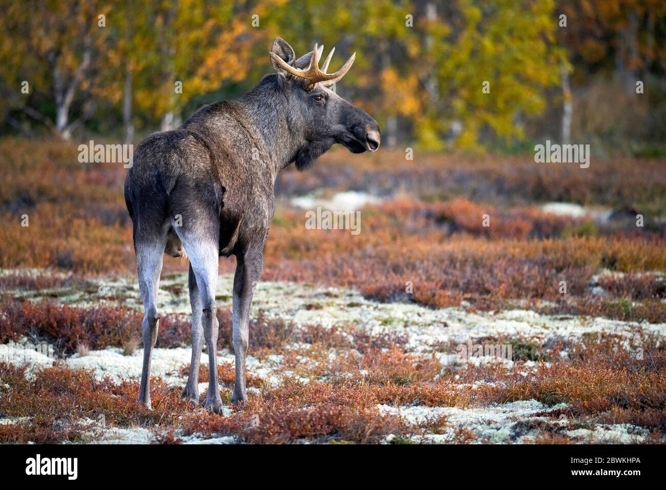 Alces alces landscape europe hi-res stock photography and images - Alamy