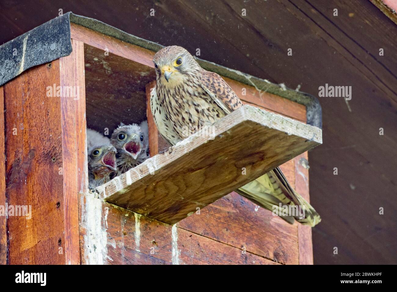 Common kestrel chicks hi-res stock photography and images - Alamy