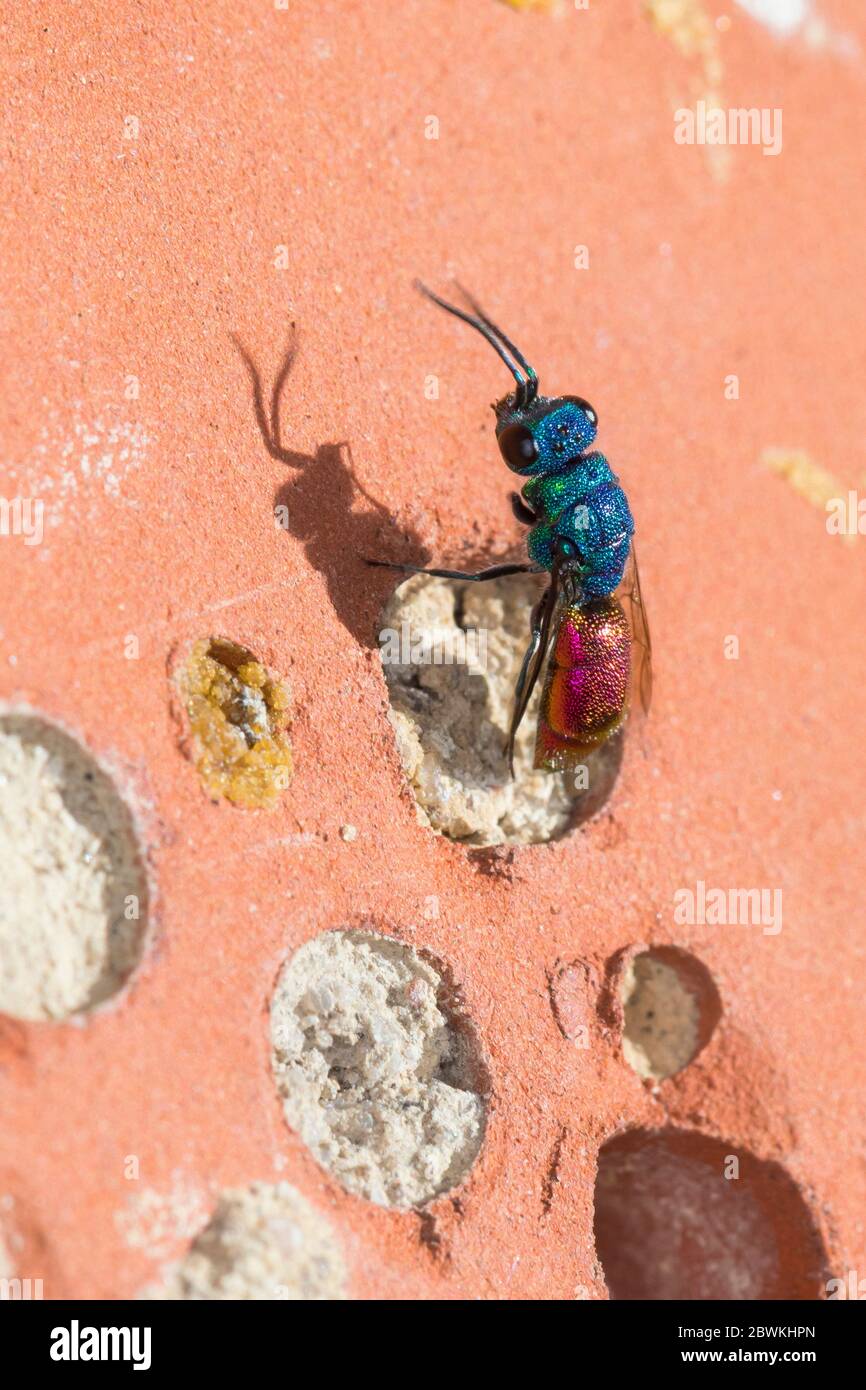 gold wasp, ruby-tail, ruby-tailed wasp (Chrysis ignita agg., Chrysis cf ...
