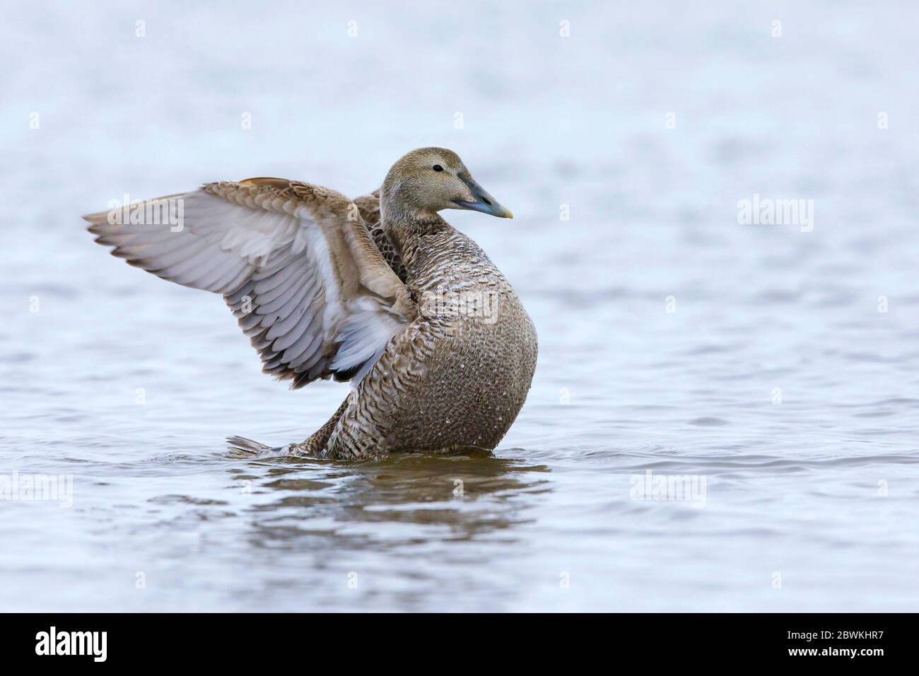 Adult Female Eider Duck High Resolution Stock Photography and Images ...