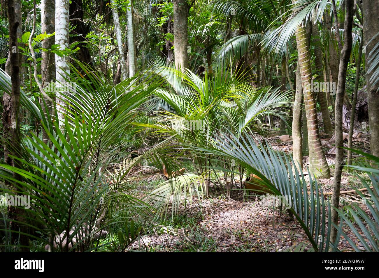 Nikau Palm Tree High Resolution Stock Photography and Images - Alamy