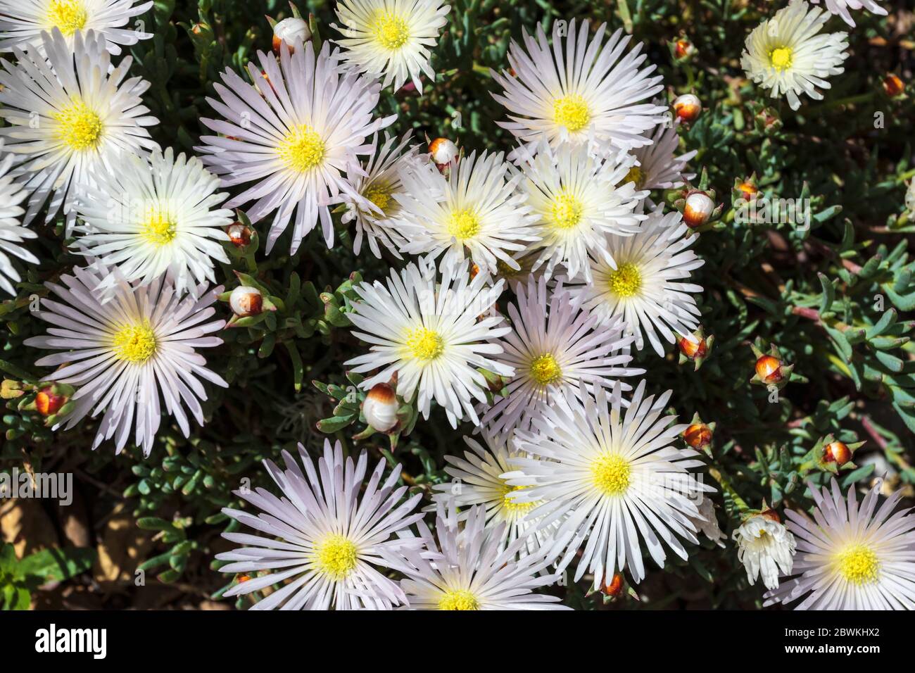 Ice plant delosperma cooperi hi-res stock photography and images - Alamy