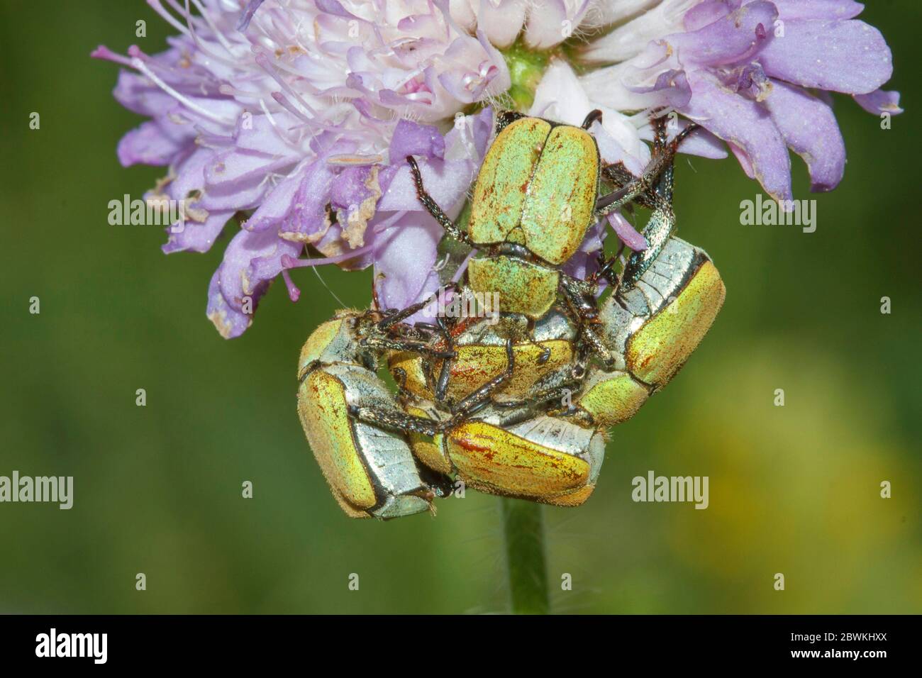 Scarab (Hoplia argentea, Hoplia farinosa), several scarabs at a field ...