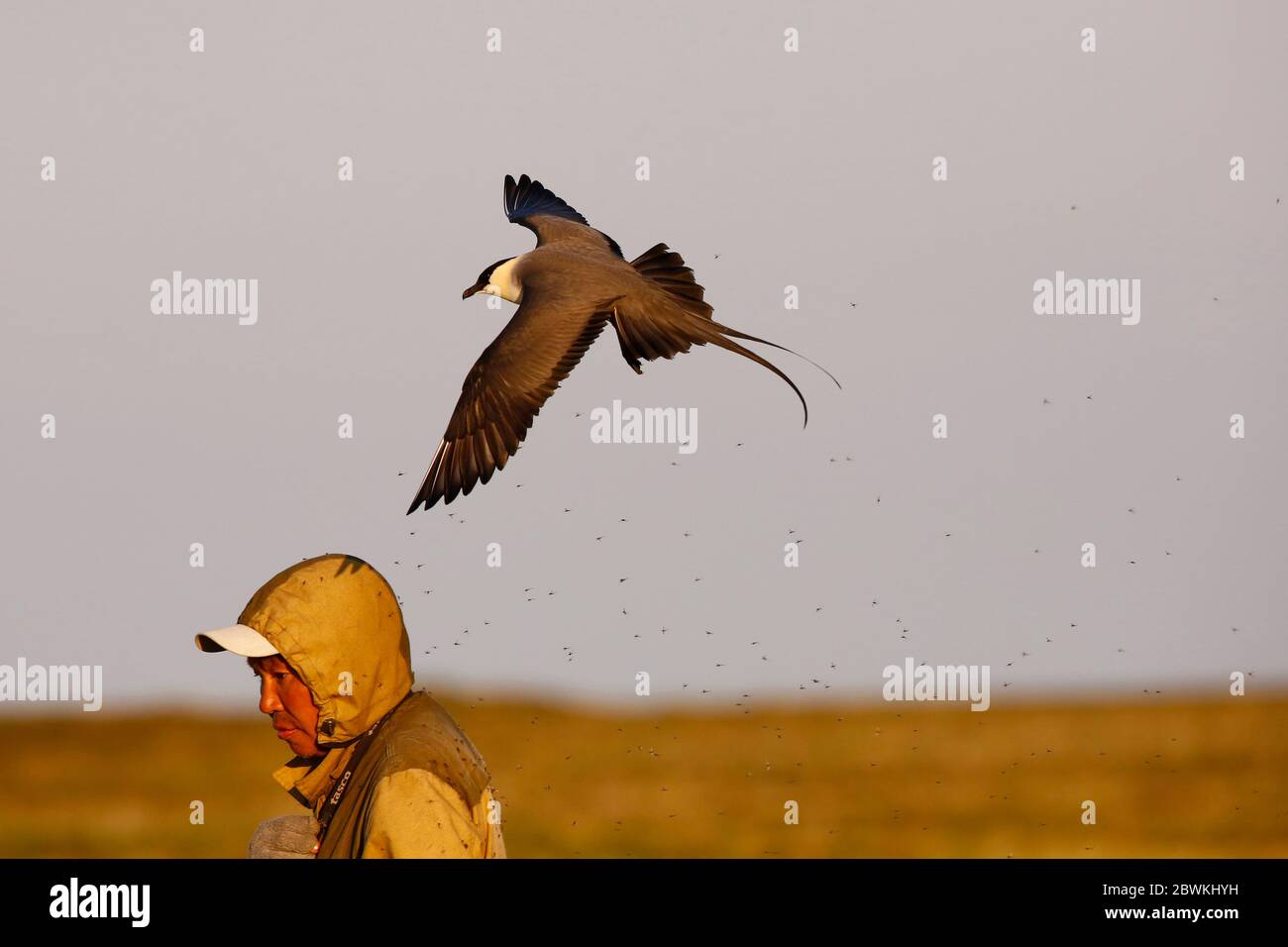 long-tailed skua (Stercorarius longicaudus), attacking a person, Russia ...