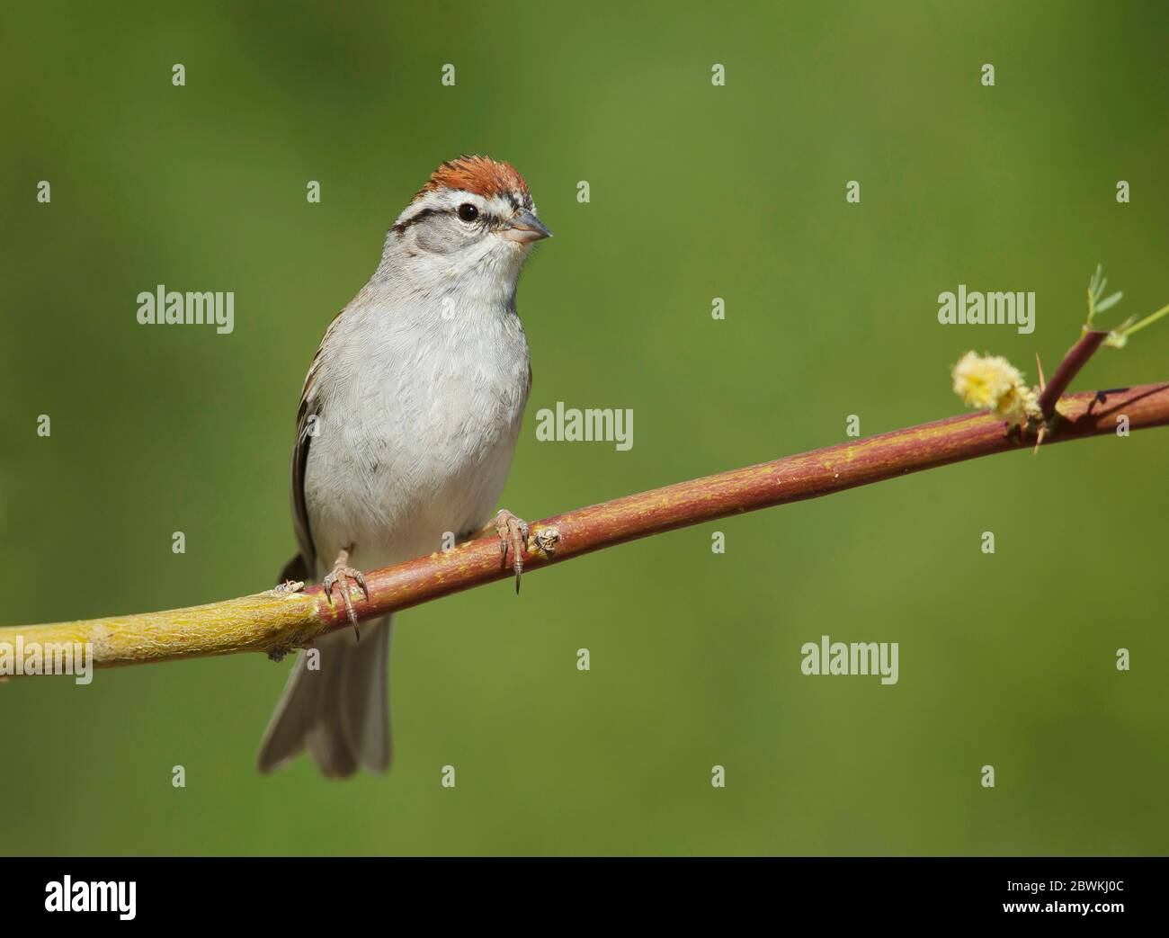 Breeding plumage chipping sparrow hi-res stock photography and images ...