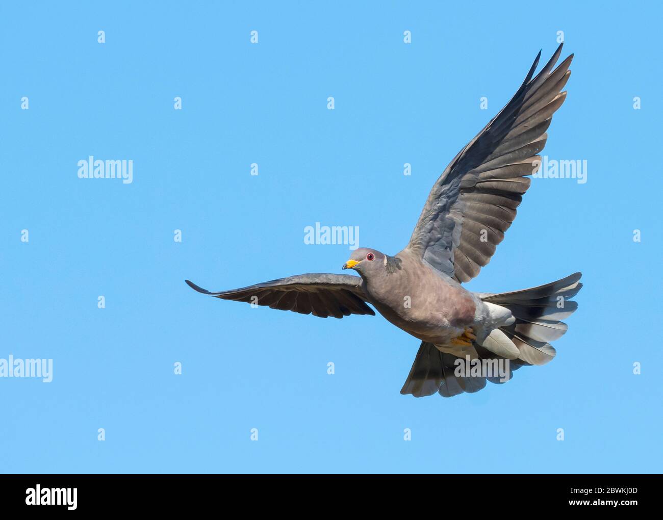 Band-tailed pigeon (Patagioenas fasciata), in flight, USA, California ...
