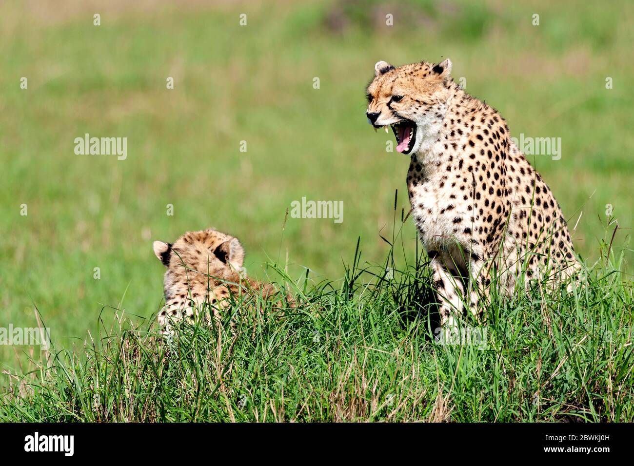 Cheetah yawning hi-res stock photography and images - Alamy