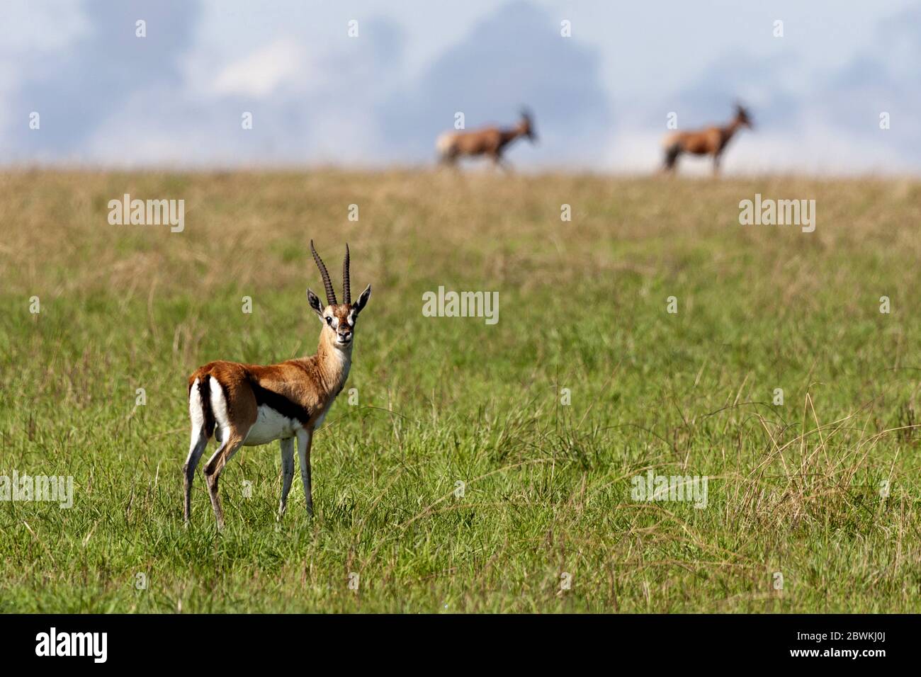 Thomson's gazelle (Gazella thomsoni, Eudorcas thomsoni), standing in ...