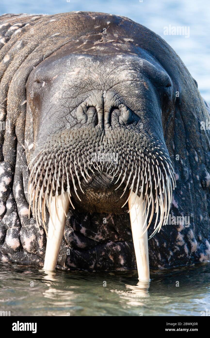 Front view of walrus with tusks in the water hi-res stock photography ...