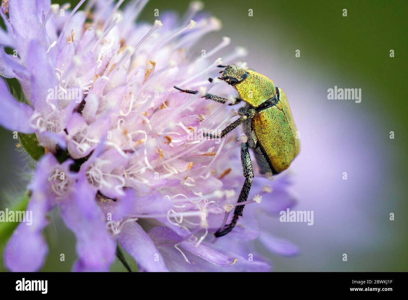 Hoplia beetle hi-res stock photography and images - Alamy
