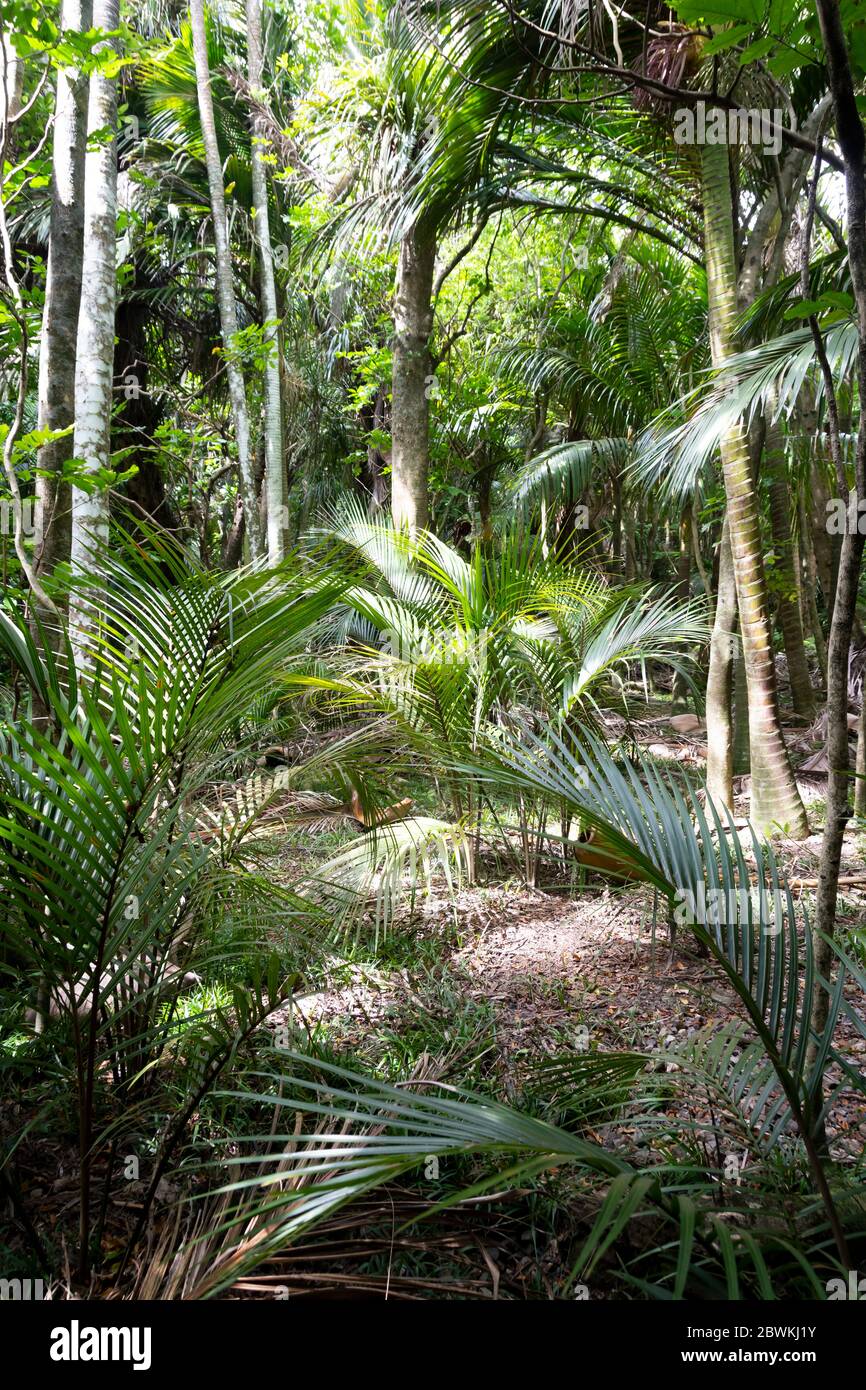 Tree nikau palm native hi-res stock photography and images - Alamy